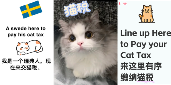 Understanding the "cat tax"